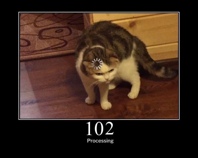 102 Processing | HTTP Cats