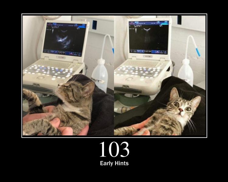 103 Early Hints | HTTP Cats