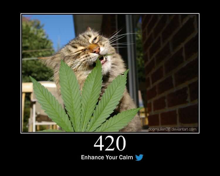 420 Enhance Your Calm HTTP Cats